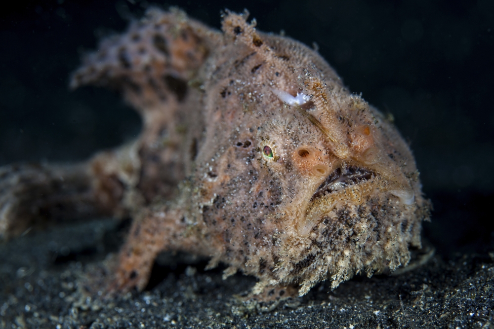 Frogfish Camouflage